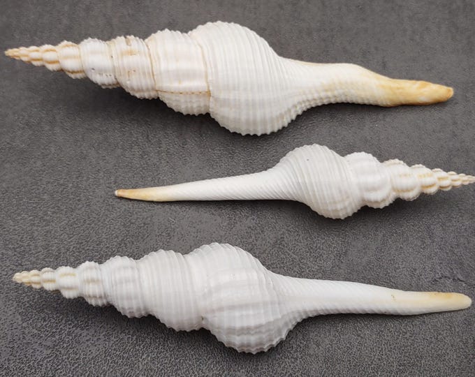 Distaff Spindle Seashells Fusinus Colus (3 Shells Approx. 4+ Inches ...