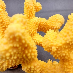 Yellow FAUX Cauliflower Coral Pocillopora Eydouxi 1 FAKE Coral Approx ...
