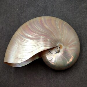 Pearlized Nautilus Seashell Polished Nautilus Pompilius (1 Shell Approx ...