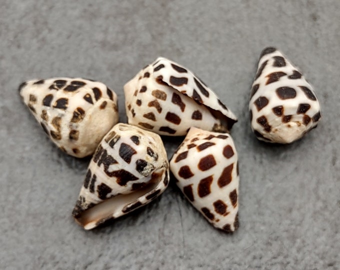 Small Hebrew Cone Seashells Conus Ebraeus 5 Shells Approx. 0.75 Inches ...