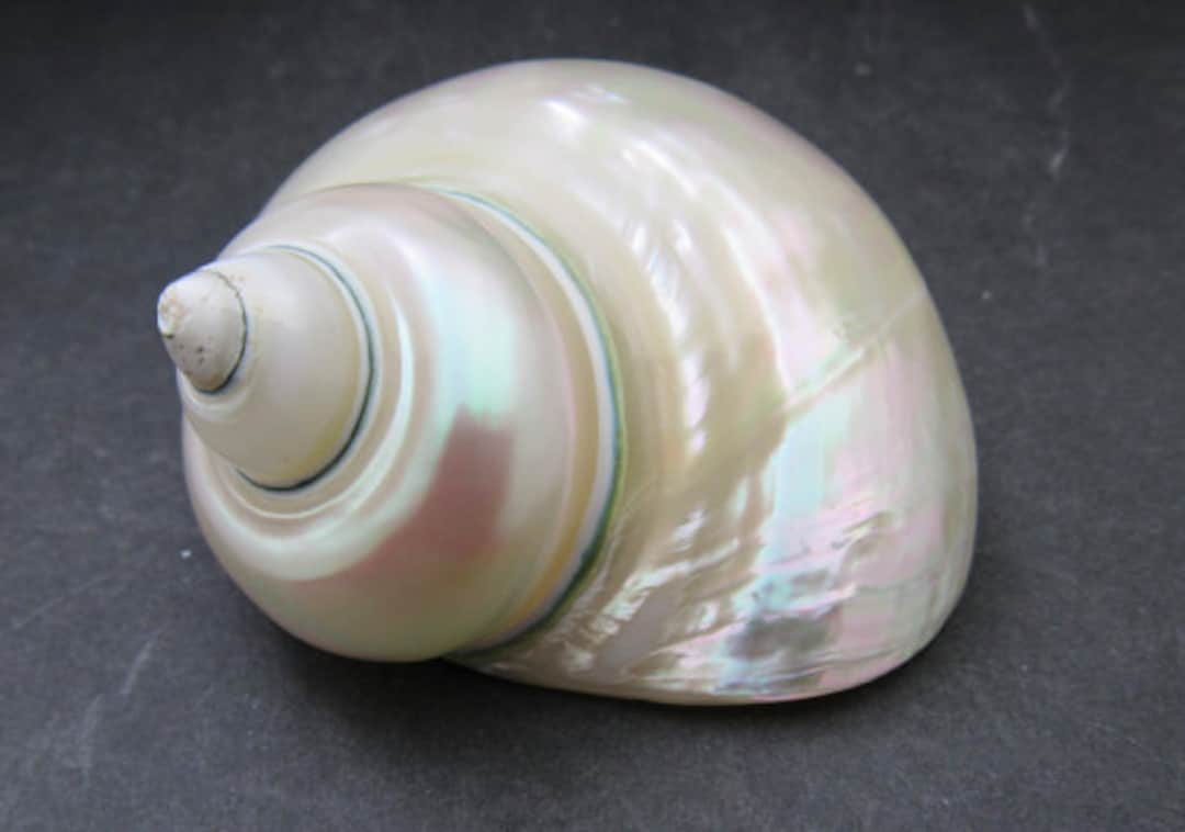 Pearlized Jade Turbo Shell Turbo Burgessi 1 Shell Approx. 3.5-4 Inches ...