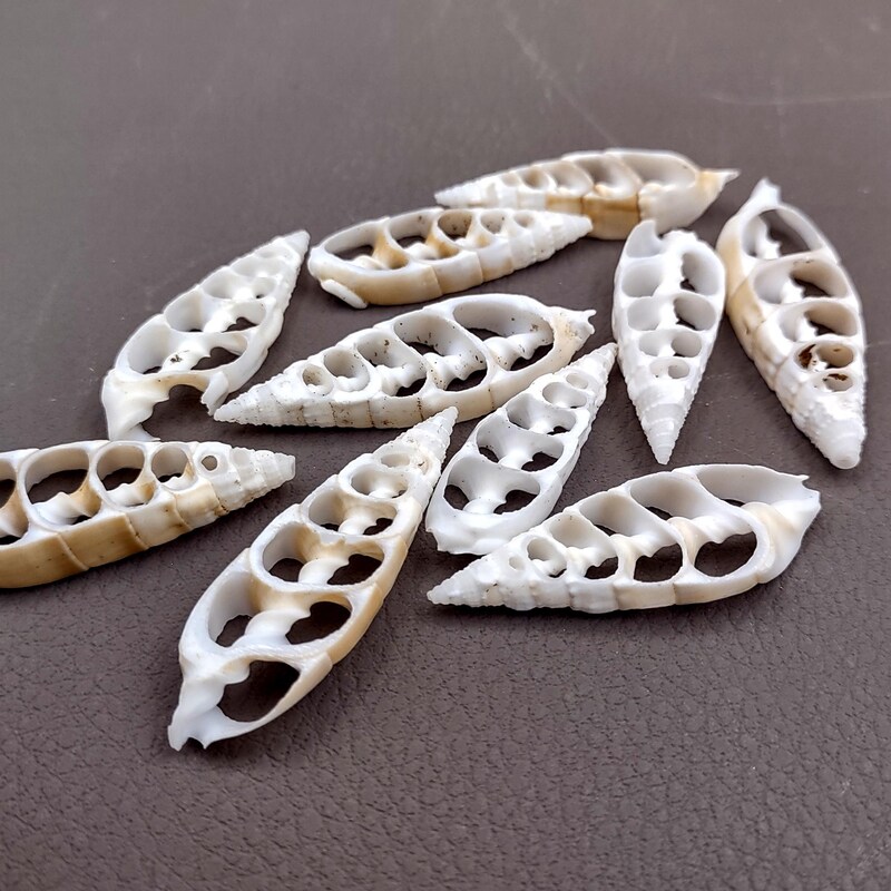Sliced Shell - Etsy