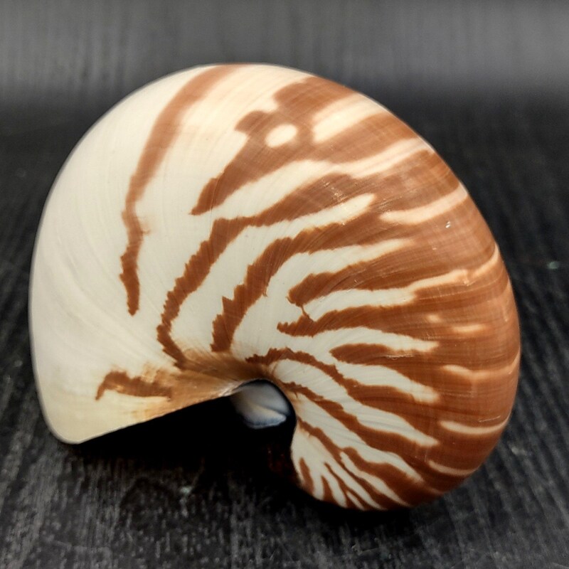 Nautilus Shell - Etsy