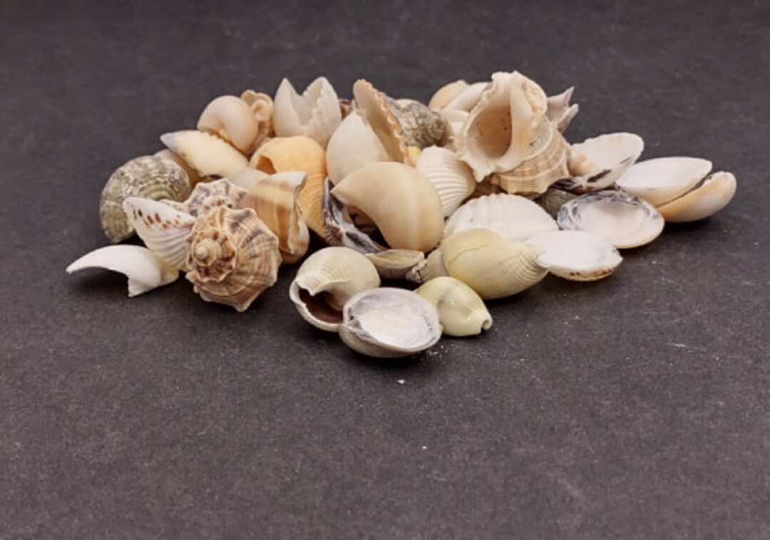 Large Seashell Assorted Ocean Mix 1-4 Inches)