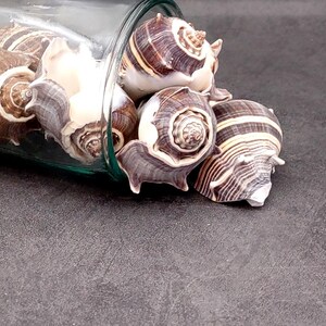 King Crown Conch Seashells Melongena Corona 2 Shells Approx. 2 Inches ...
