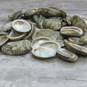 Mini Baby Abalone Green and Silver Seashells approx. Half Pound 85 ...