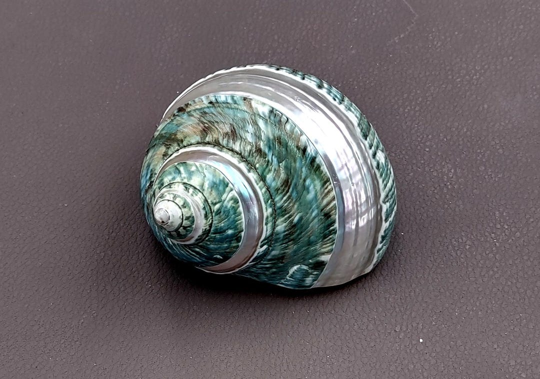 Polished Jade Green Turbo Seashell With Pearlized Stripe Turbo Burgessi ...