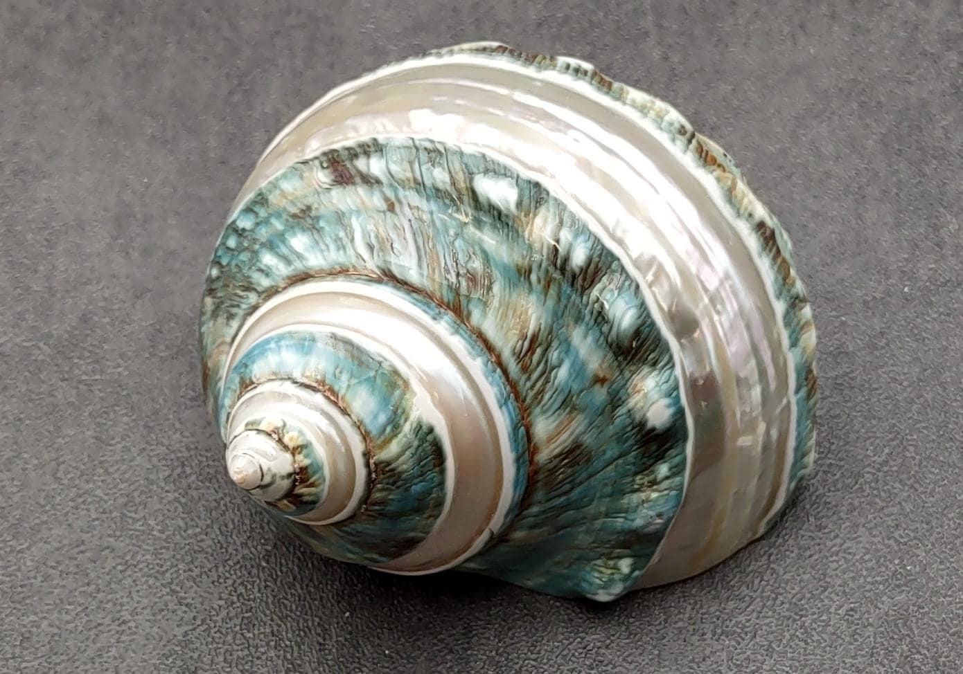 Polished Jade Green Turbo Seashell With Pearlized Stripes Turbo ...