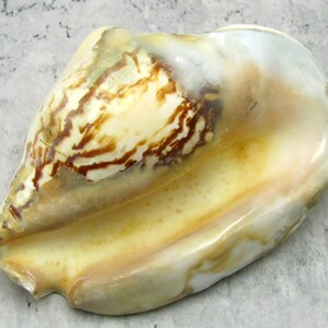 Strombus Pacific Conch Seashell Strombus Latissmus 1 Shell Approx. 5 ...