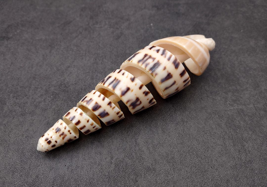 Spiral Cut Marlinspike Auger Seashell Terebra Maculata (1 Shell Approx ...