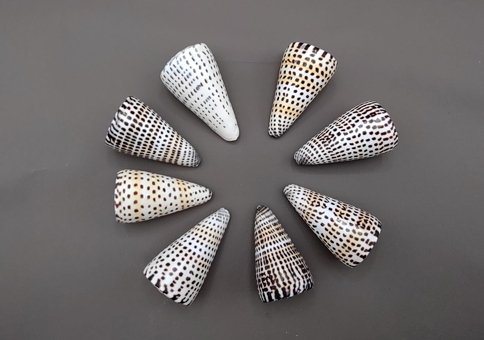 Lettered Alphabet Cone Seashell Conus Litteratus (1 Shell Approx. 3 ...