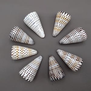 Lettered Alphabet Cone Seashell Conus Litteratus (1 Shell Approx. 3 ...