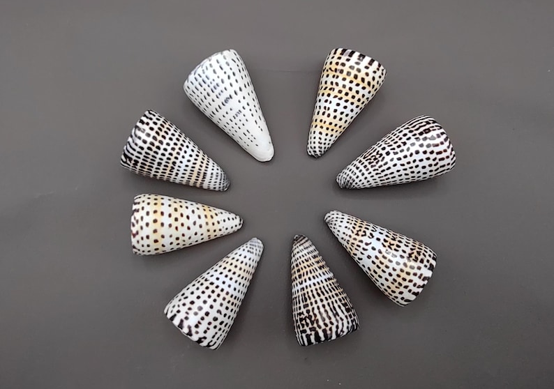 Lettered Alphabet Cone Seashell Conus Litteratus (1 Shell Approx. 3 ...