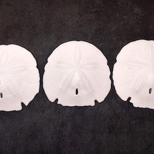 Arrowhead Sand Dollar Shell Extra Large Encope Michelini (1 Shell ...