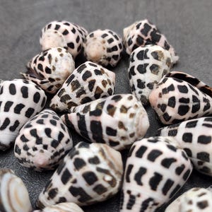 Medium Hebrew Cone Seashells Conus Ebraeus (5 Shells Approx. 1+ Inches ...