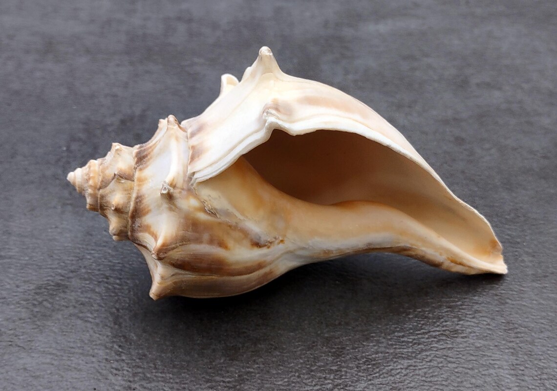 Right Handed Whelk Seashell Knobbed Dark Streaked Busycon Carica (1 ...