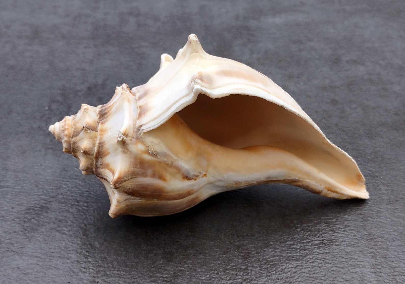 Right Handed Whelk Seashell Knobbed Dark Streaked Busycon Carica (1 ...
