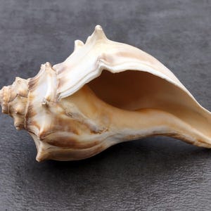 Right Handed Whelk Seashell Knobbed Dark Streaked Busycon Carica (1 ...