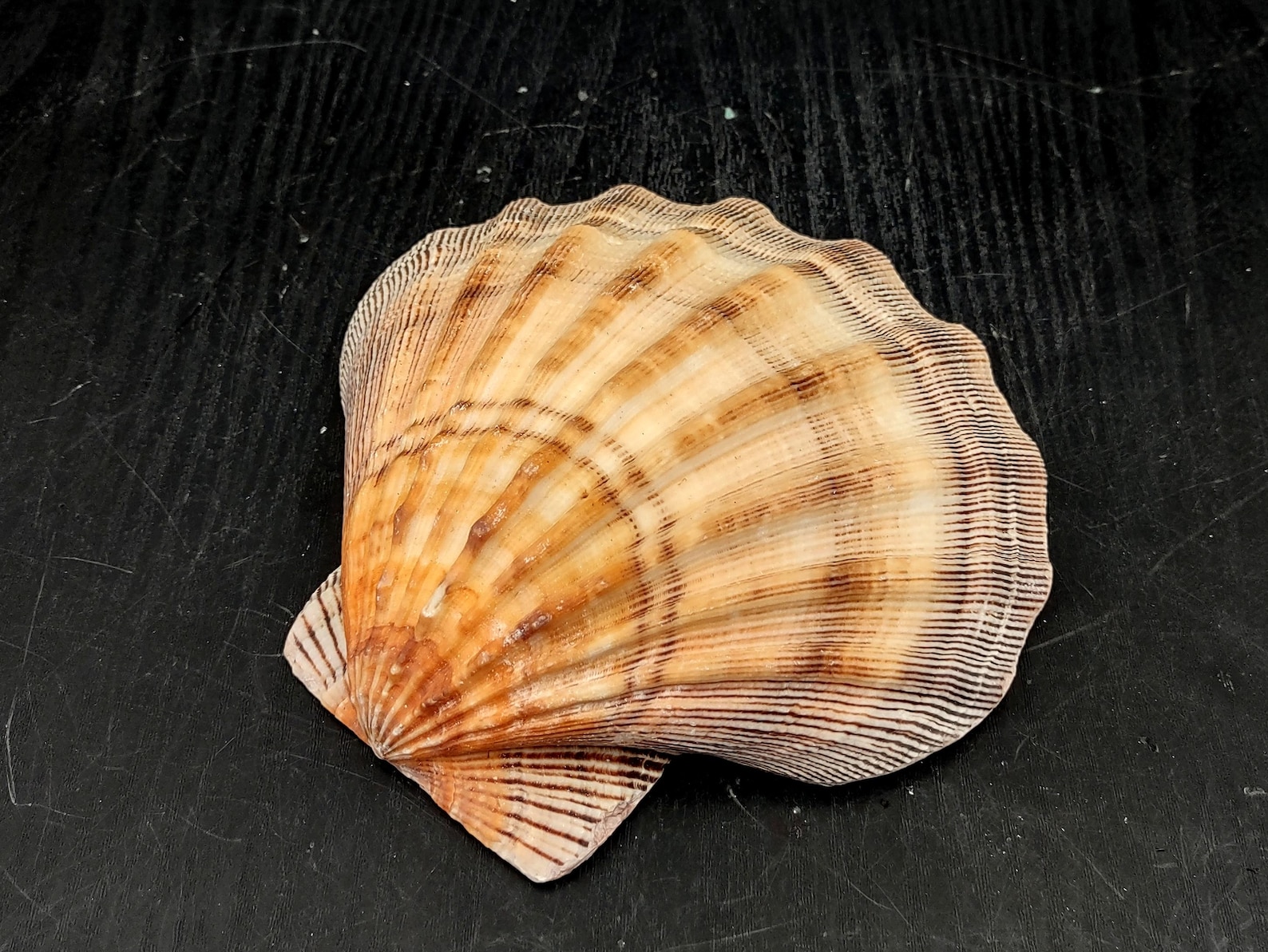 Orange Lion's Paw Scallop Seashell Pecten Subnodosus (1 Shell Approx. 5 ...