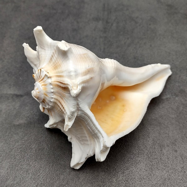 Lightning Whelk Shell - Etsy