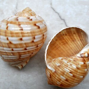 China Tun Seashell Tonna Chinensis 1 Shell Approx. 2-3 Inches - Etsy