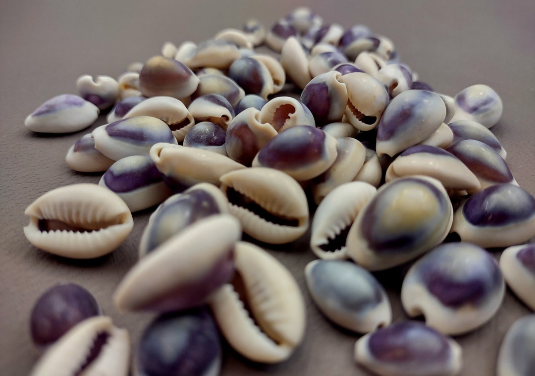 Purple Top Cowrie Seashells Cypraea Annulus approx. Half Cup 45 Shells ...