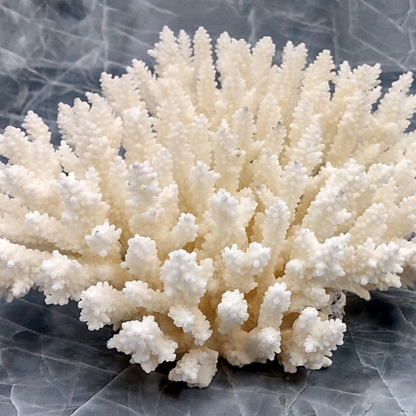Large White Coral - Etsy