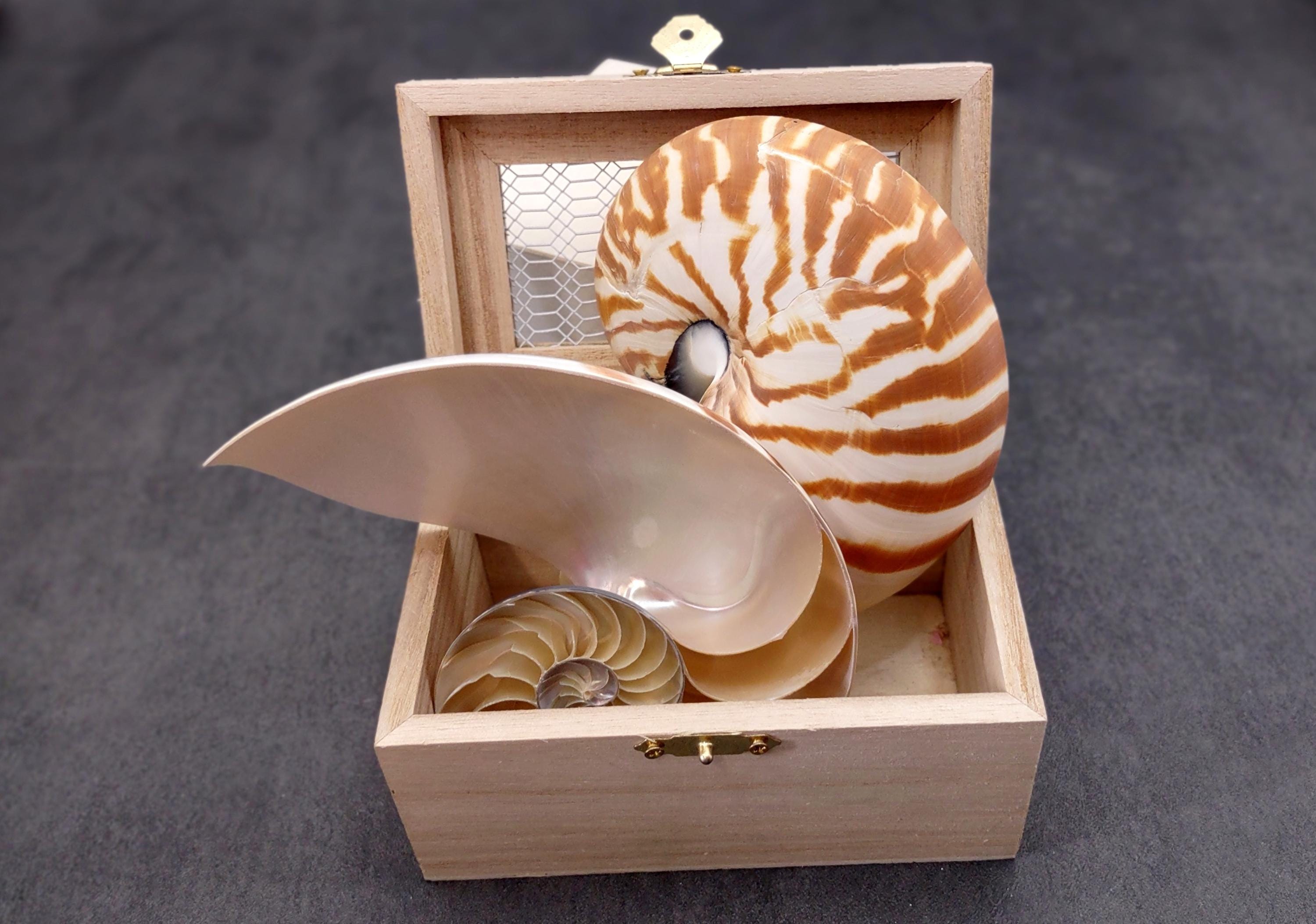 Natural Nautilus Seashell Right Cut Single Half Nautilus Pompilius (1 ...