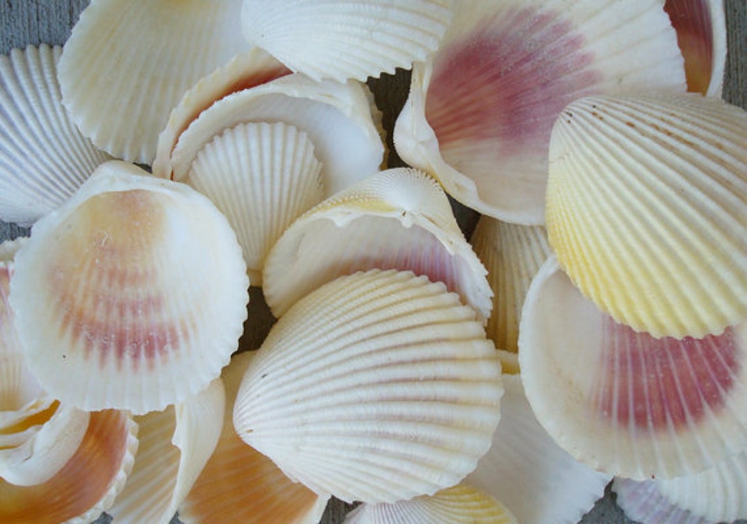 Rose Cockle Seashells 20 Shells Approx. 1-2 Inches - Etsy