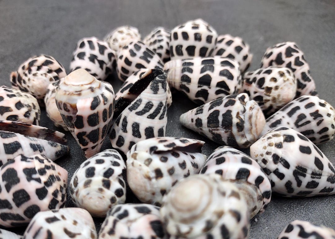 Large Hebrew Cone Seashells Conus Ebraeus White Black Spots (5 Shells ...