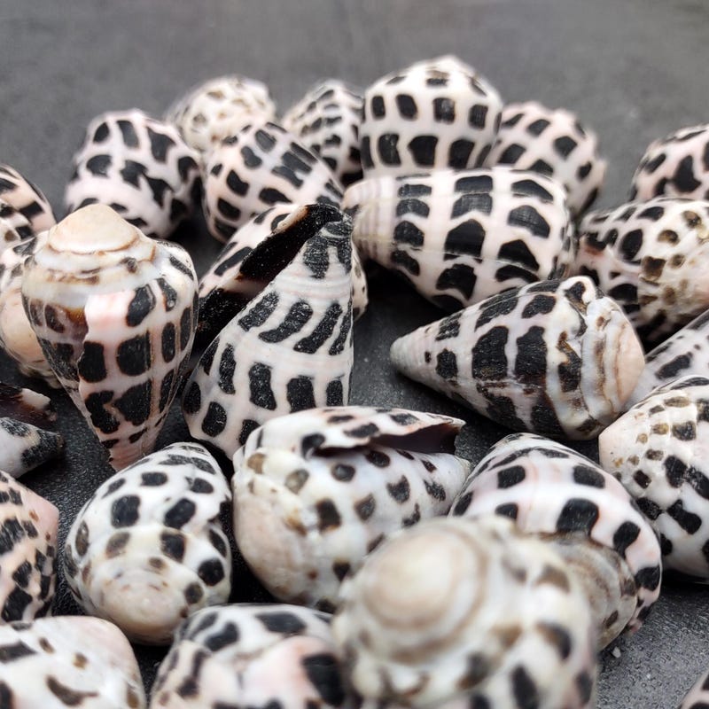 1/2 Hebrew Shells - Etsy