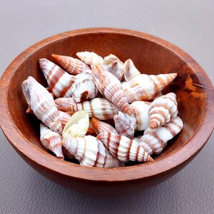 Assorted Miter Seashells White Striped (approx. 20+ Shells 1+ Inches ...