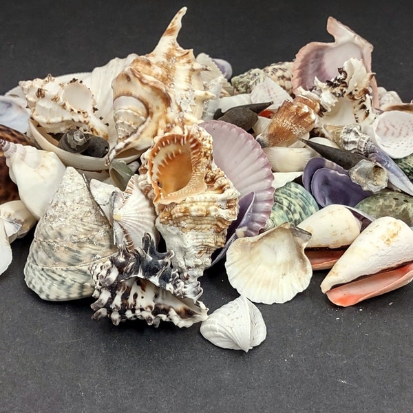 Assorted Seashells - Etsy