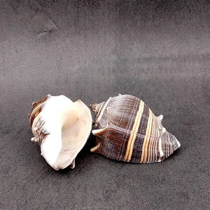 King Crown Conch Seashells Melongena Corona 2 Shells Approx. 2 Inches ...