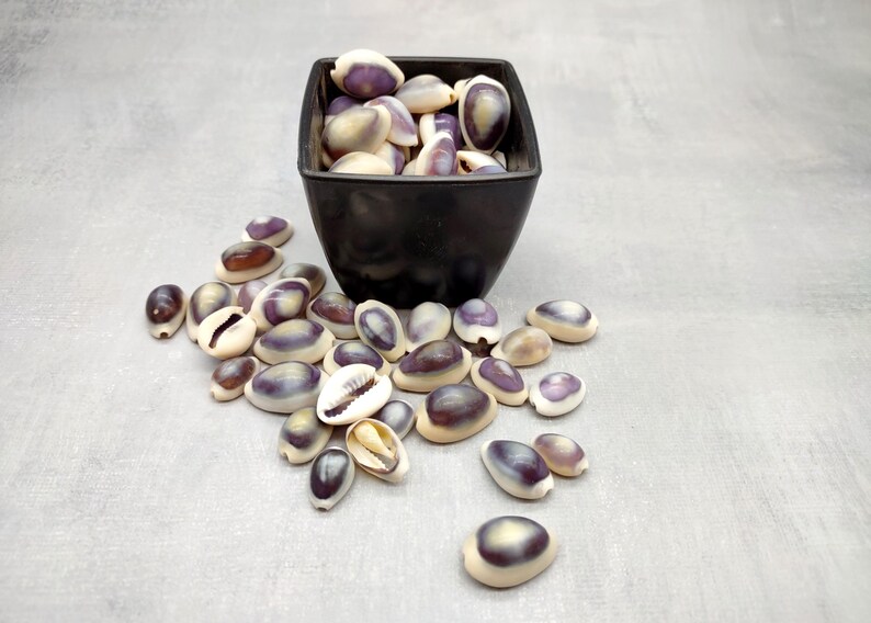 Purple Top Cowrie Seashells Bulk Cypraea Annulus (approx. Half Cup ...