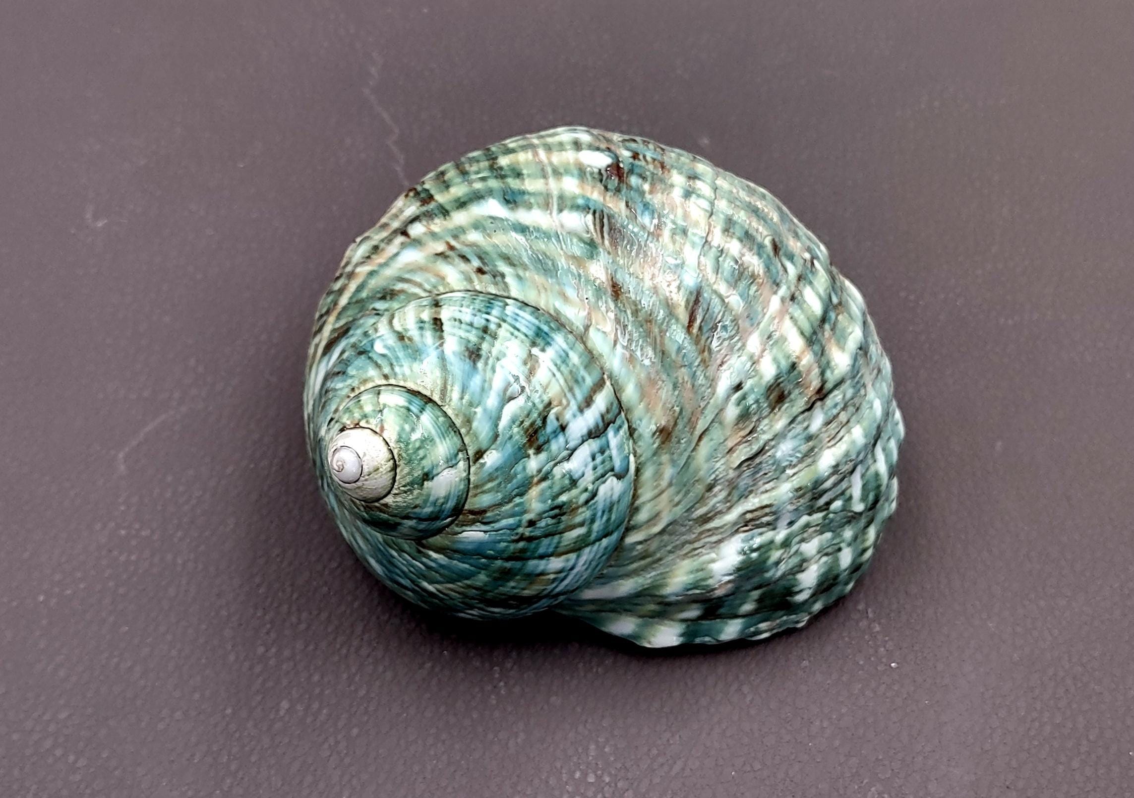 Polished Jade Turbo Seashell Green Turbo Burgessi (1 Shell Approx. 4 ...