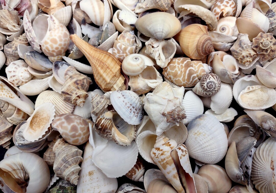 Medium Seashell Assorted Ocean Mix (approx 1 Kilogram 1-2+ Inches ...