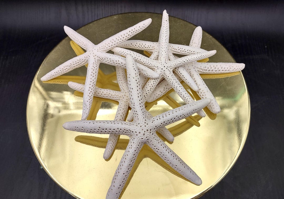 White Finger Starfish (2 Starfish Approx. 5+ Inches) White Linckia ...