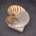 Polished Natural Nautilus Seashell Right Cut Single Half Nautilus ...
