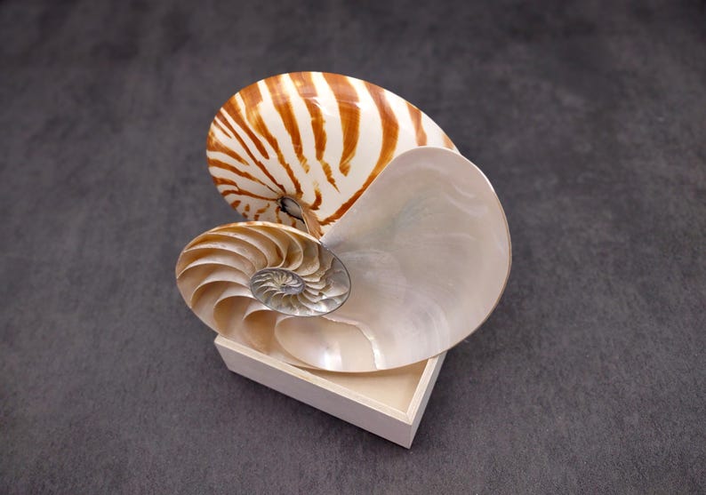 Polished Natural Nautilus Seashell Right Cut Single Half Nautilus ...