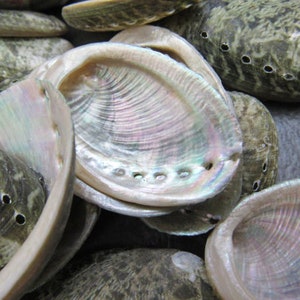 Mini Baby Abalone Green and Silver Seashells .5 Pound Approx. 85 Shells ...