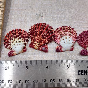 Royal Cloak Scallop Seashells Pecten Pallium (10 Shells Approx. 1 ...