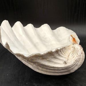 Giant Clam Shell Half (1 Half Shell Approx. 15.25L X 4.5H X 9.5D Inches ...