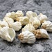 Royal Cloak Scallop Seashells Pecten Pallium 10 Shells Approx. 1-1.5 ...