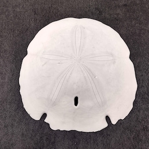 Arrowhead Sand Dollar Shell Extra Large Encope Michelini (1 Shell ...
