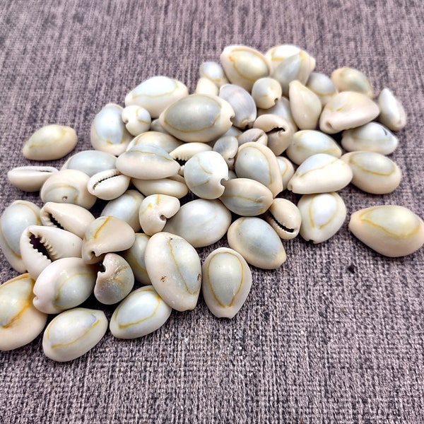 Cowrie Shell Ring - Etsy