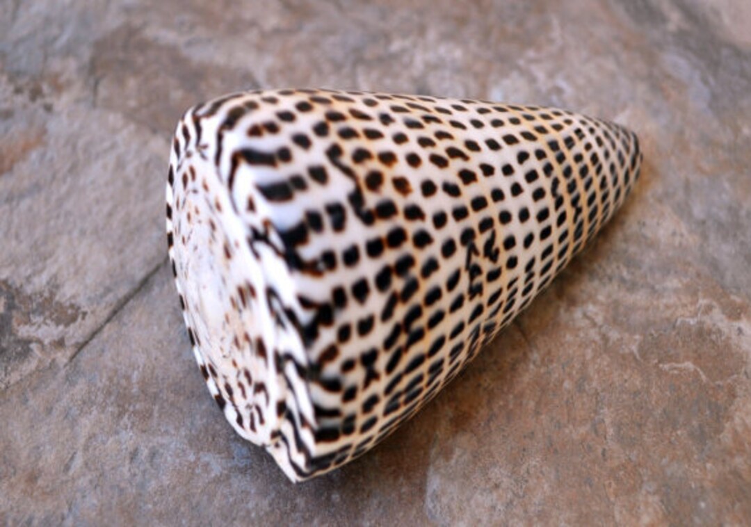 Lettered/alphabet Cone Seashell Conus Litteratus 1 Shell - Etsy