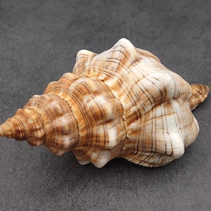 Large Fox Seashell Fasciolaria Trapezium (1 Shell Approx. 5+ Inches ...