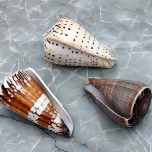 Large Cone Seashell Assortment 3 Shells Approx. 3-4 Inches - Etsy