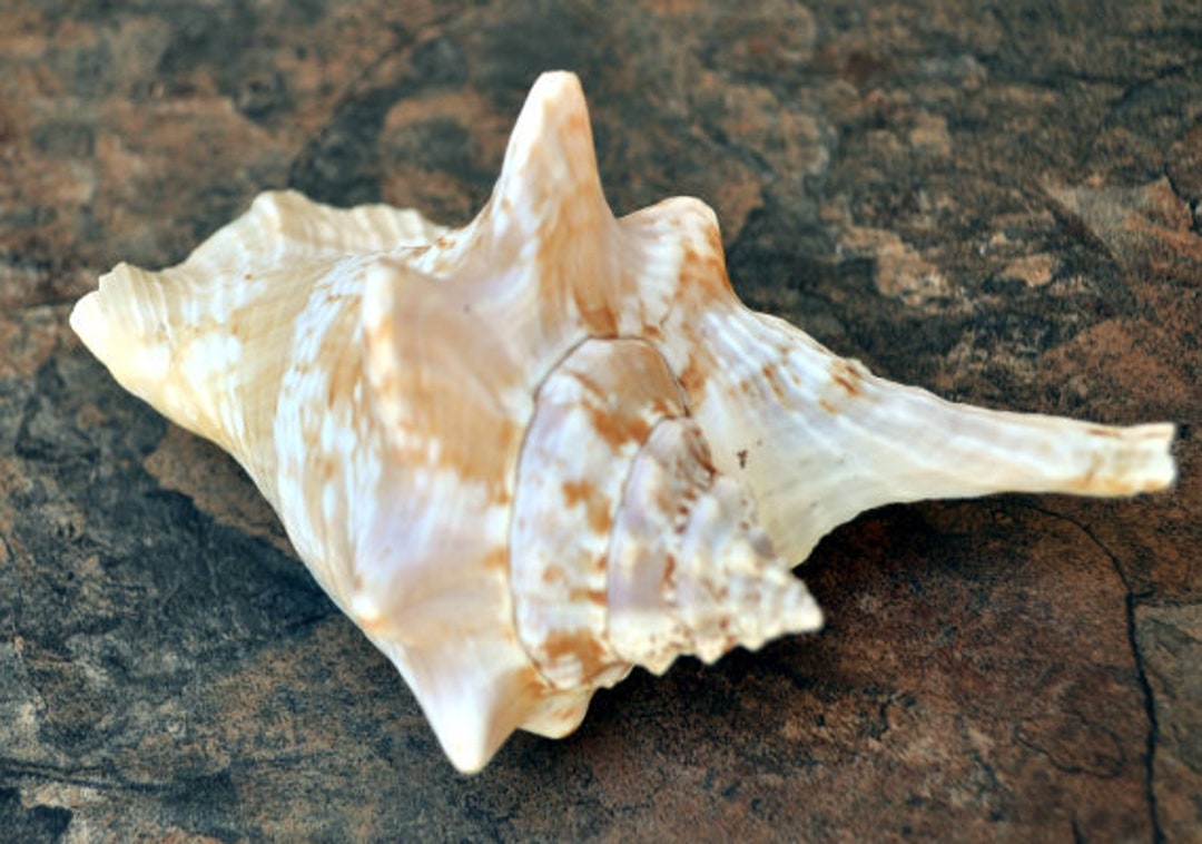 Rooster Conch Seashell Strombus Gallus 1 Shell Approx. 4-5 Inches - Etsy